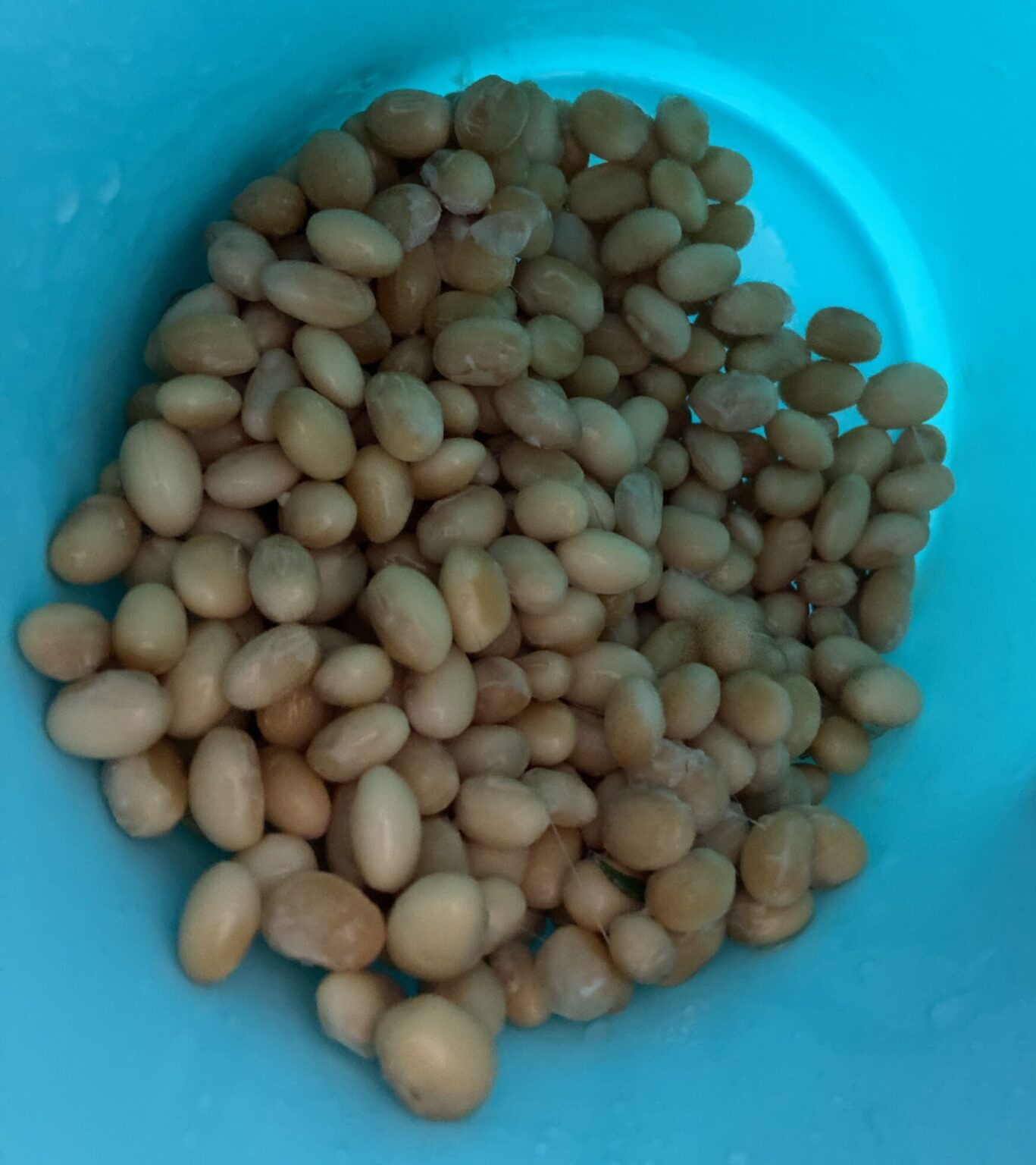 Homemade Natto experience: My Fermentation Experiment with Sticky ...
