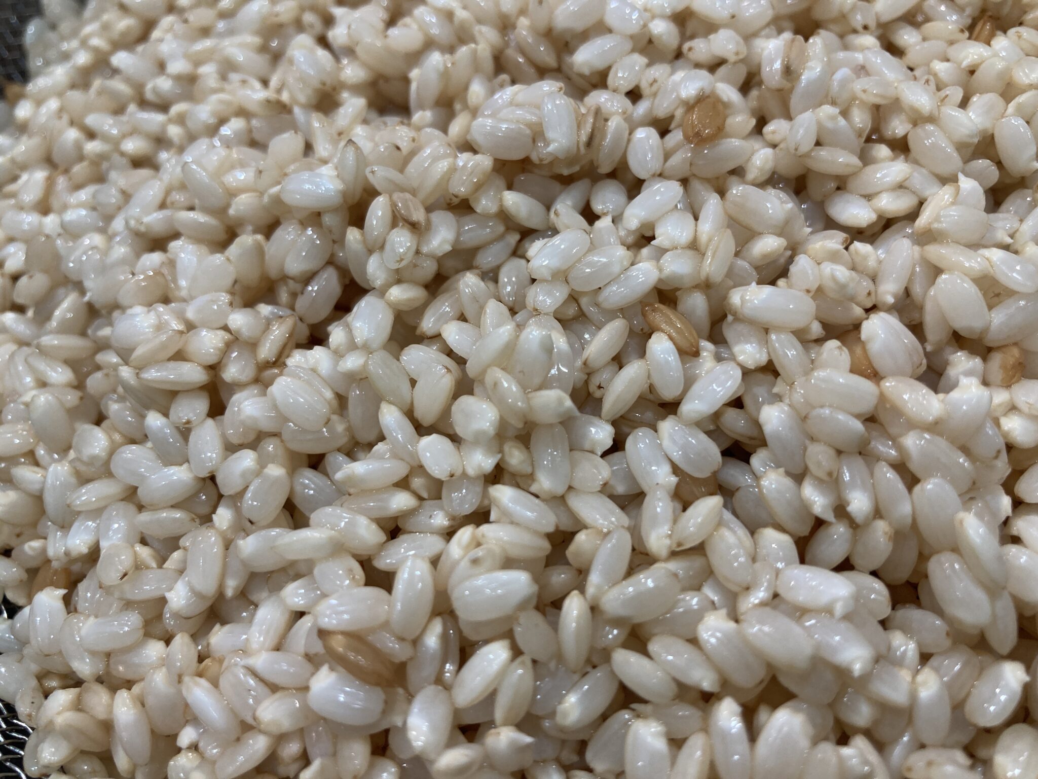 My First Germinated Brown Rice (hatsuga gen-mai) | Handful of Seasons ...